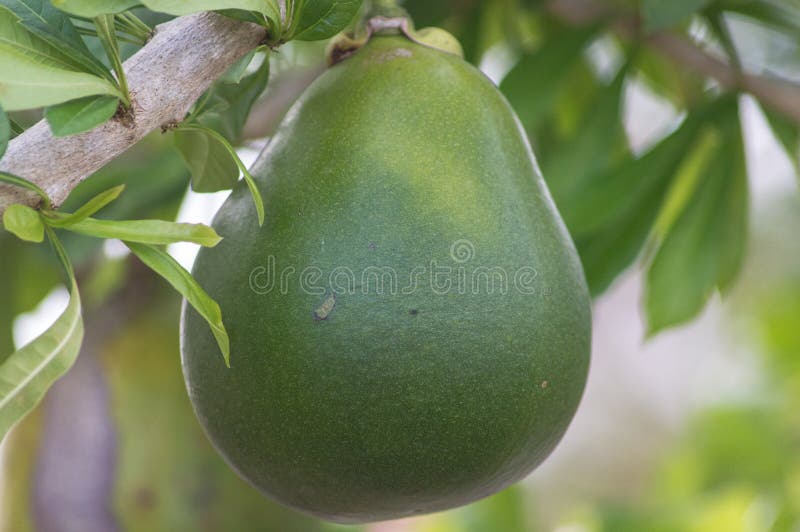 Calabas stock image. Image of bottle, vegetable, fruit - 12393117