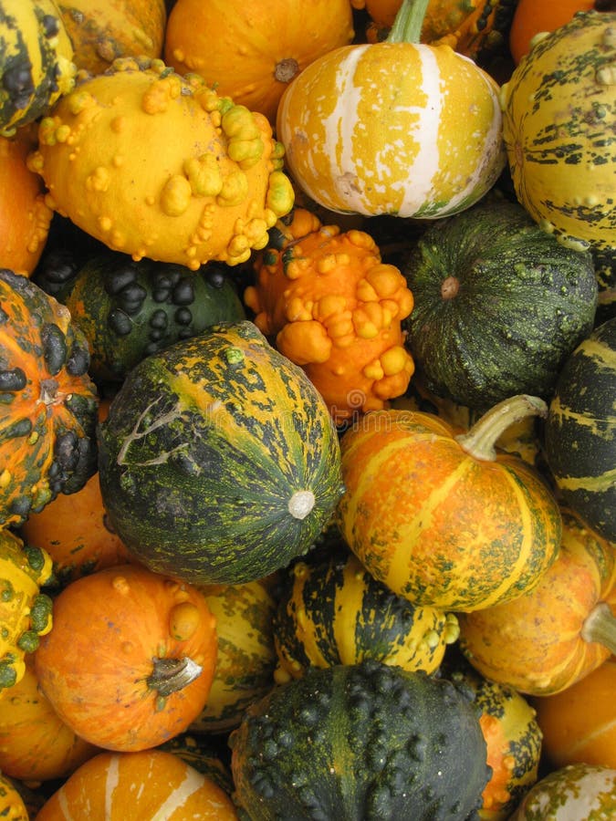 Calabash stock photo. Image of autumn, colors, pumpkin - 10766034