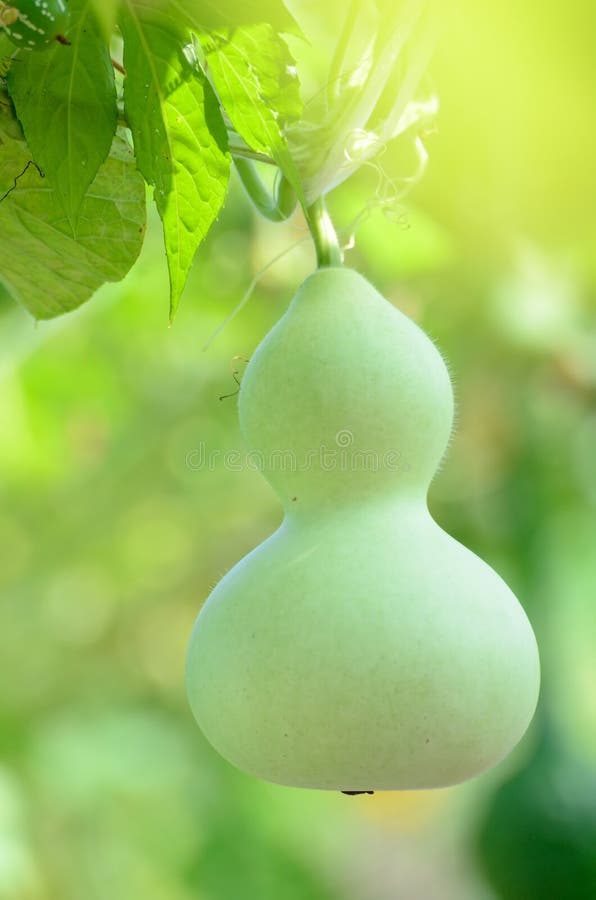 Calabash stock photo. Image of organic, healthy, leaf - 21163706
