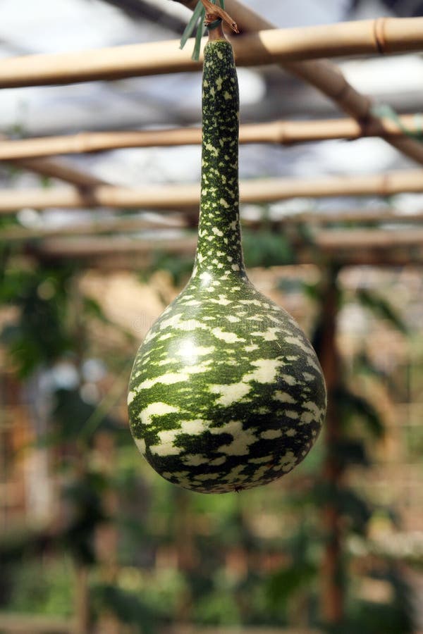 Calabash. stock photo. Image of gourd, container, greenhouse - 8854312