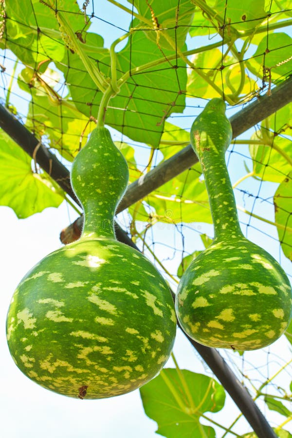 Calabash or Bottle Gourd Tunnel Stock Photo - Image of gourd ...