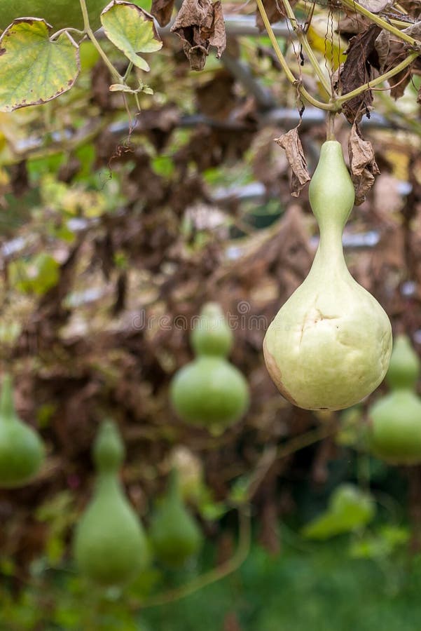 Calabash stock photo. Image of produce, calabash, green - 79153494