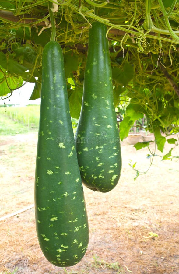 Calabash creeper stock photo. Image of ingredient, food - 21607212