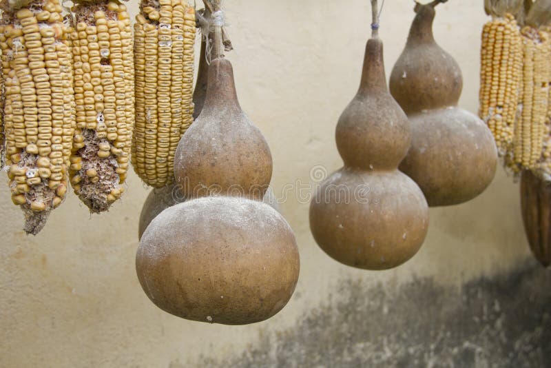 Calabash Drying To Make Instruments and Bowls Stock Image - Image of ...