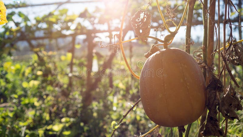 Calabash in the farm. stock photo. Image of herbs, thailand - 71109716