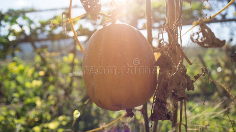 Calabash in the farm. stock photo. Image of medicinal - 71109658