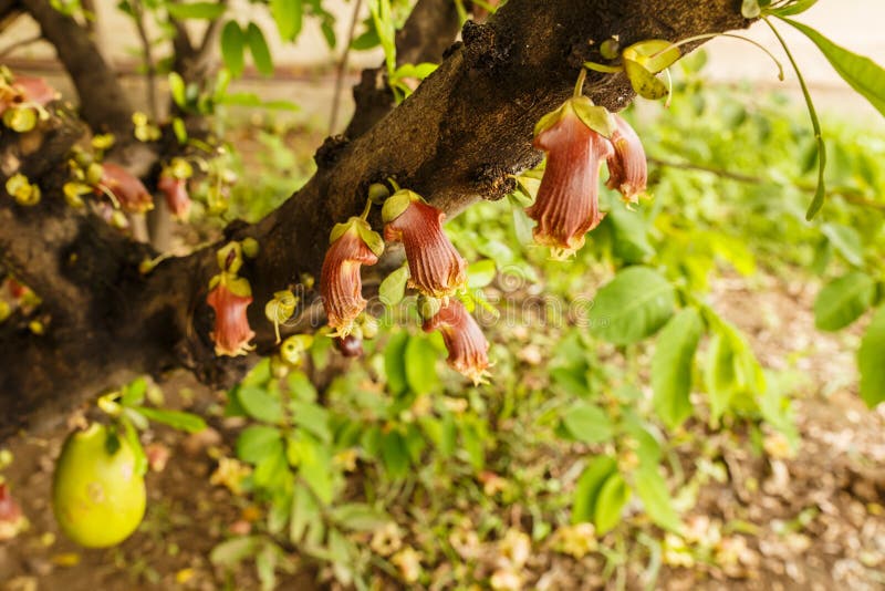 Mexican Calabash flower stock image. Image of trumpet - 43006897