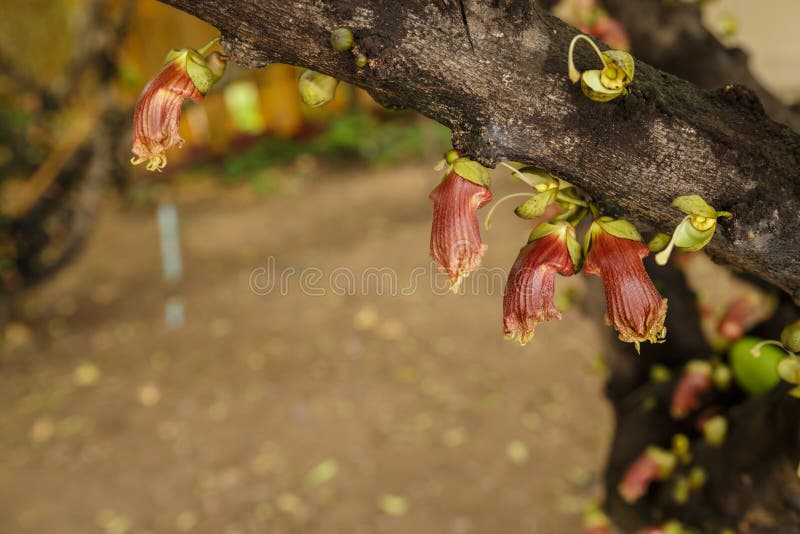 Calabash flower stock image. Image of beautiful, thailand - 57664417