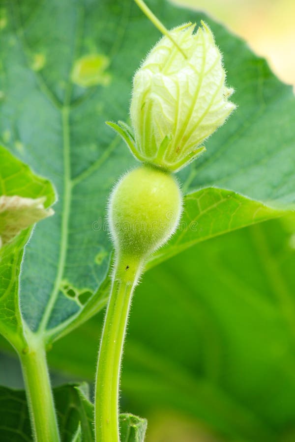 Calabash flower stock photo. Image of organic, calabash - 70173264