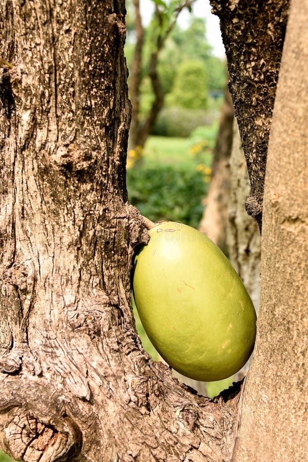 Calabash tree stock image. Image of tree, calabash, fruits - 74820211