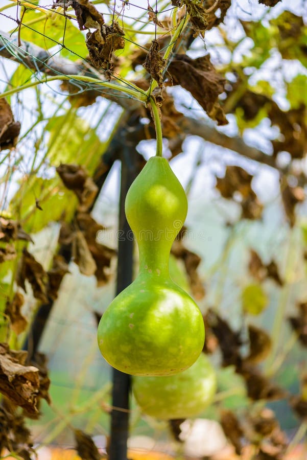 Calabash in the garden stock photo. Image of food, chinese - 82855150