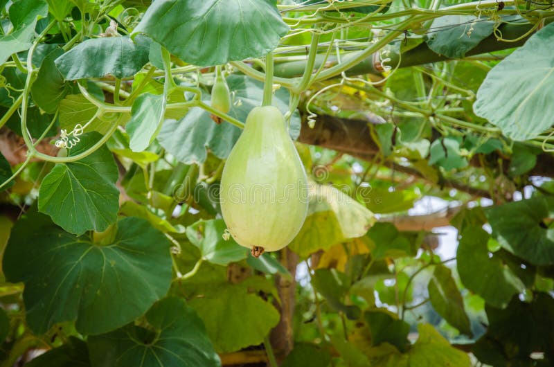 Calabash stock image. Image of gourmet, calabash, leaf - 55318071