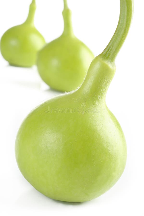 Calabash stock image. Image of gourd, white, stem, edible - 44314665