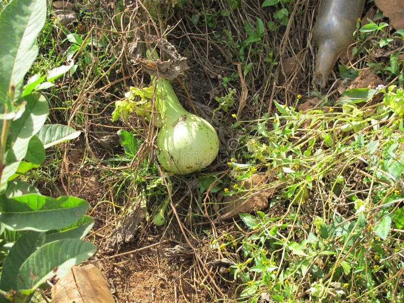 Calabash stock image. Image of nature, fruits, calabash - 78855825