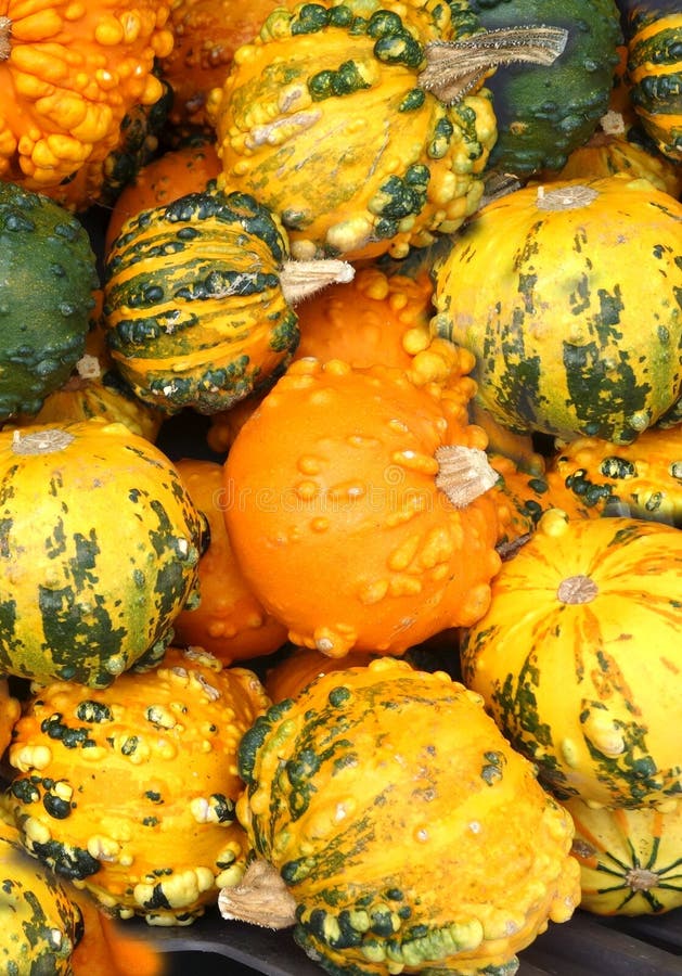 Calabash stock photo. Image of autumn, colors, pumpkin - 10766034