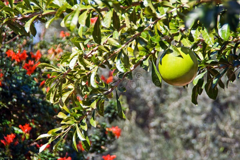 Calabash tree stock photo. Image of branch, juicy, limb - 4158340
