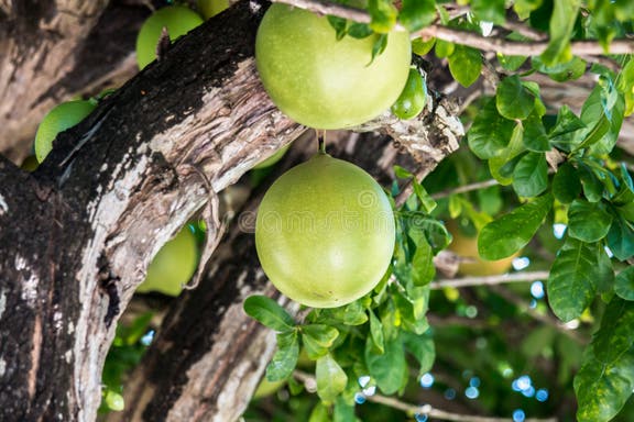 Calabash Tree stock image. Image of group, wild, natural - 62474825