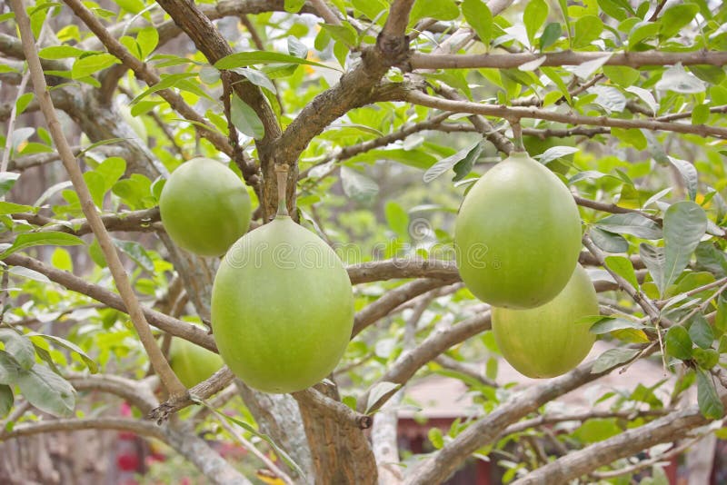 Calabash Tree stock photo. Image of gourd, cucumber, cooking - 33049972