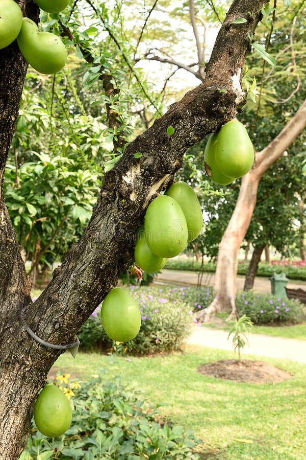 Calabash tree stock photo. Image of bark, hard, herbs - 74820450
