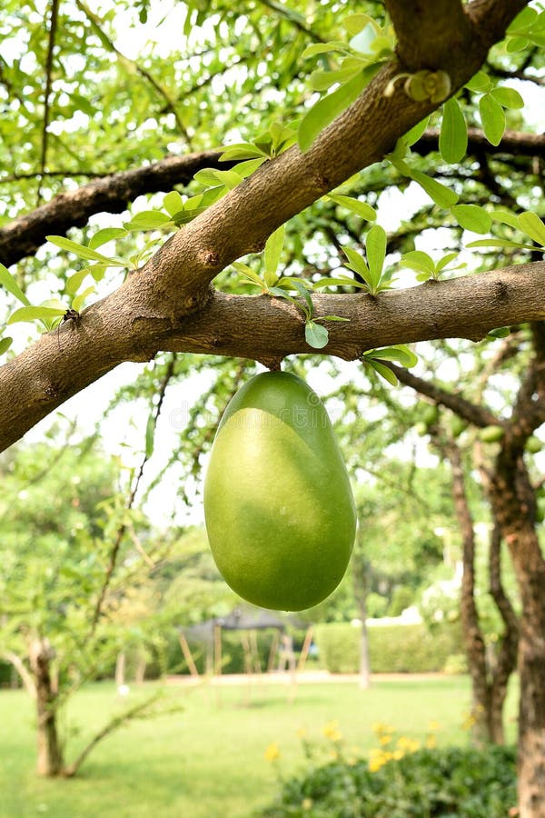 Calabash tree stock image. Image of tree, calabash, fruits - 74820211