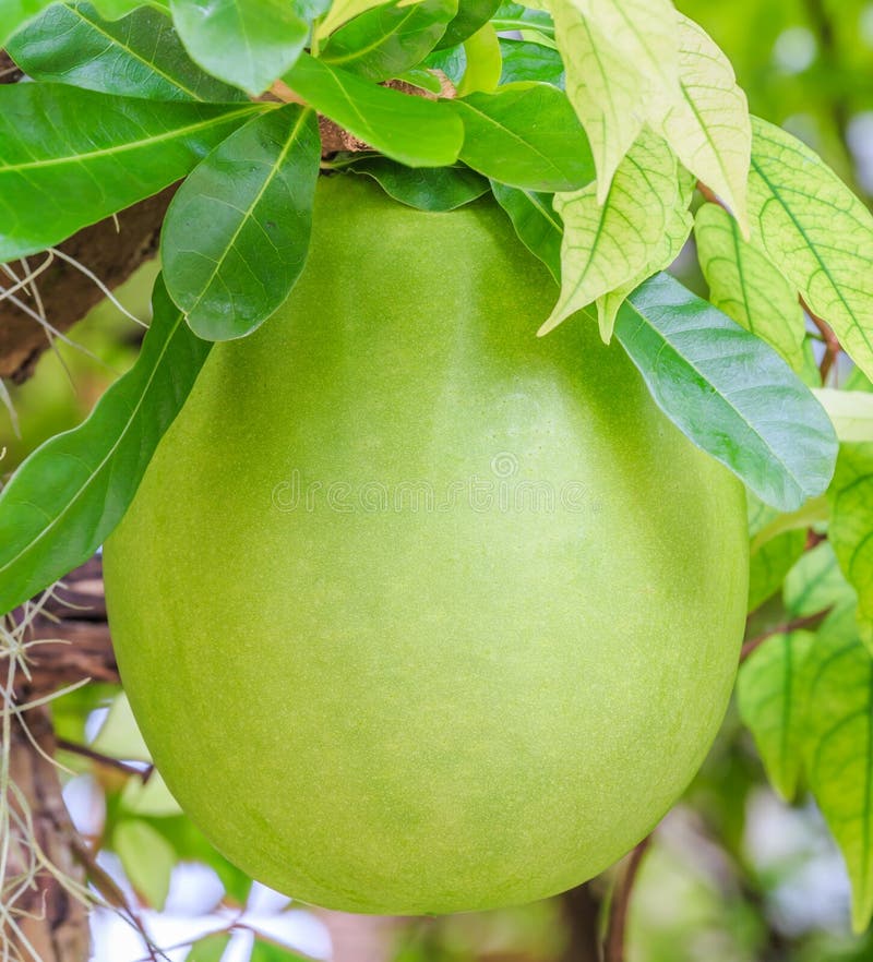 Crescentia Cujete on Calabash Tree Stock Photo - Image of flora, juicy ...