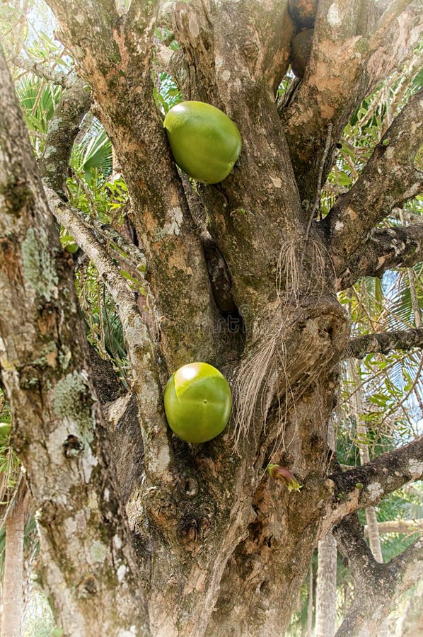Fruit From Trunk Of Gourd Tree Stock Photo - Image of gourd, alata ...
