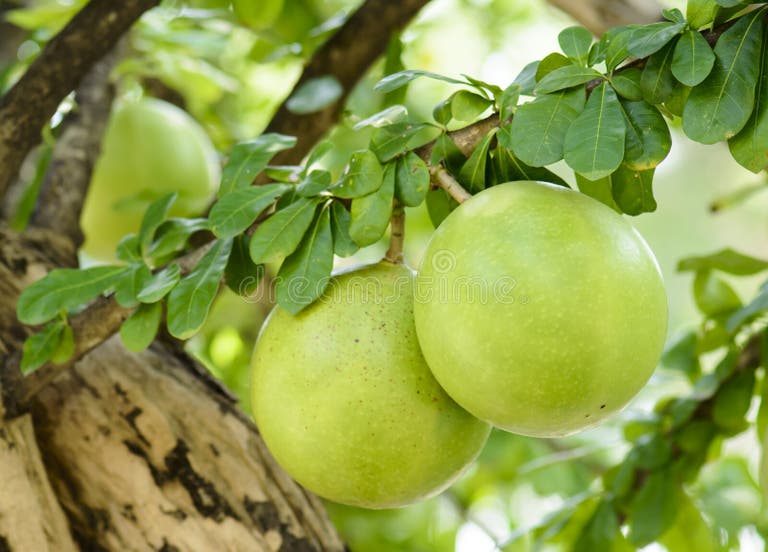 Calabash Tree and Fruit (wild Calabash) Stock Photo - Image of ...