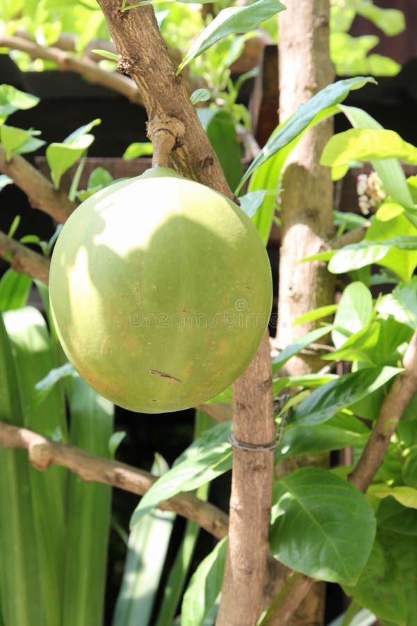 Calabash Tree on Tree in the Garden Stock Photo - Image of garden ...