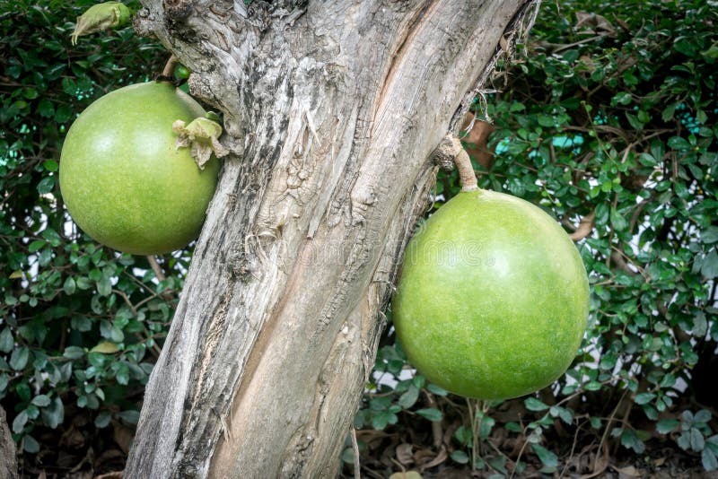 Calabash tree stock image. Image of herb, greenish, tropical - 72139099