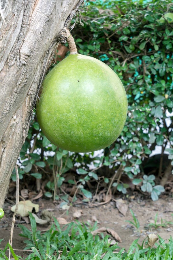 Calabash tree stock photo. Image of botanic, crescentia - 72139128