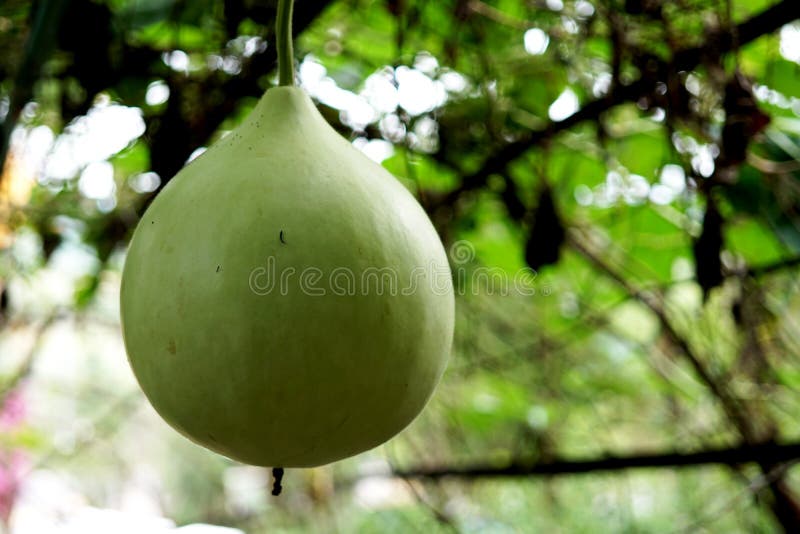 Calabash Tree or Lagenaria Siceraria Stock Photo - Image of growing ...
