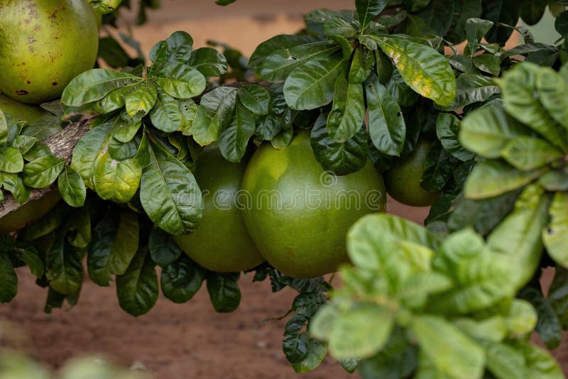 Calabash Tree with Selective Focus Stock Photo - Image of nature ...