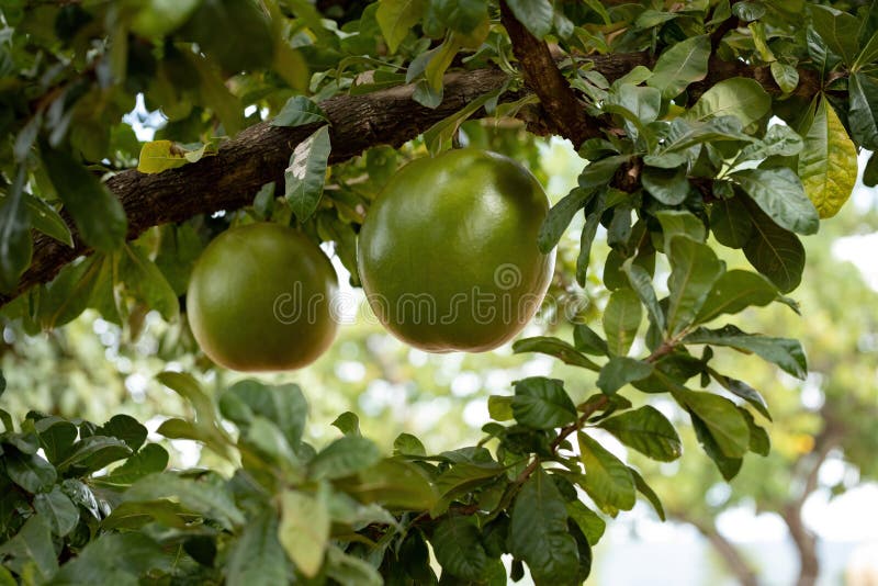 Calabash Tree with Selective Focus Stock Photo - Image of nature ...