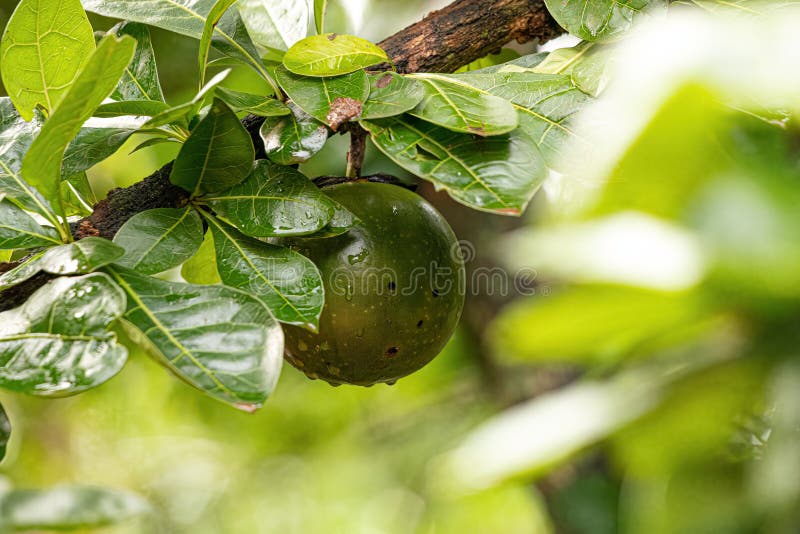 Calabash Tree with Selective Focus Stock Photo - Image of nature ...