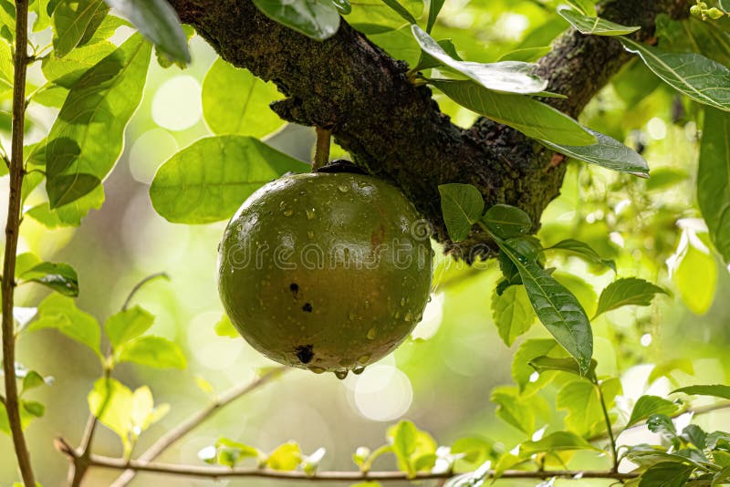 Calabash Tree with Selective Focus Stock Photo - Image of nature ...