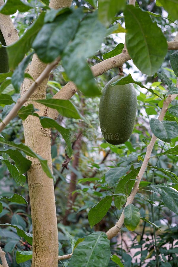 Calabash tree stock photo. Image of rain, drinking, toxic - 65365434
