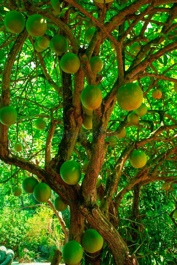 Calabash tree stock image. Image of freshness, bignoniaceae - 95568833