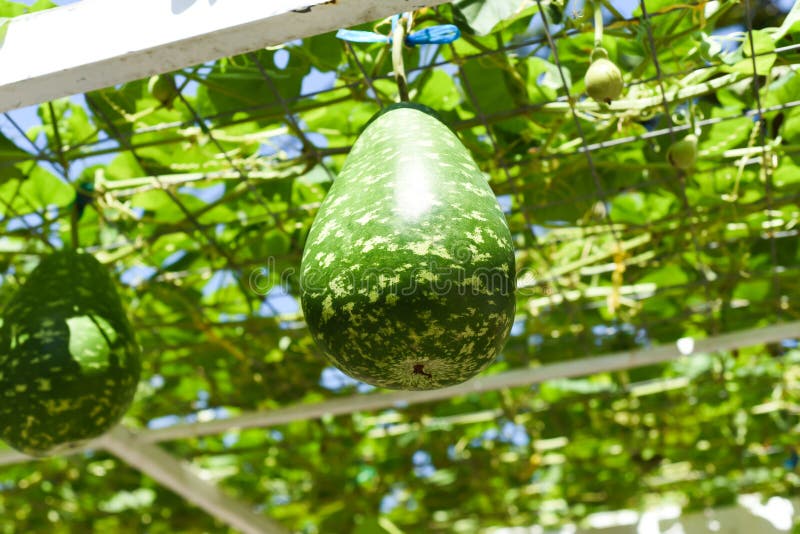 Calabash Vegetable Also Known As Bottle Gourd, White-flowered Gourd ...