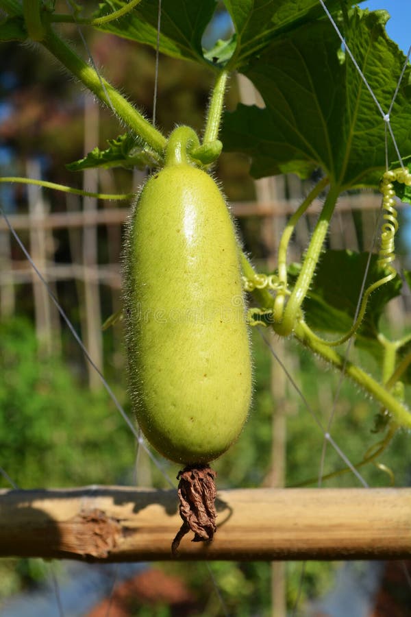 Calabash stock image. Image of food, coriander, agriculture - 48573685
