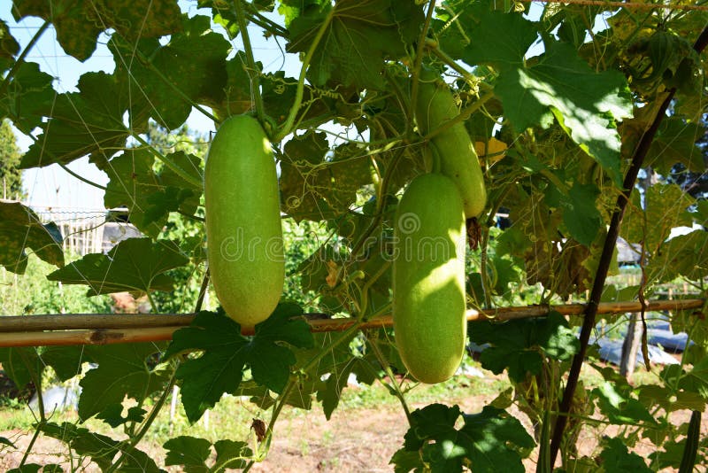 Calabash stock image. Image of greens, calabash, giant - 48573717
