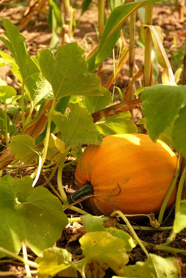 Una Calabaza Creciendo En Un Campo Sobre Una Enredadera. Foto de ...
