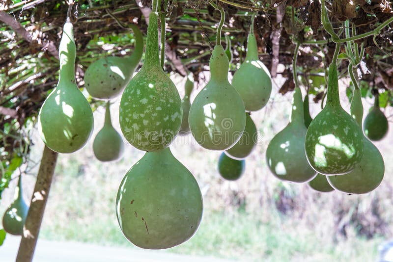 Calabaza De Botella Fresca, Calabaza De La Calabaza, Fruta Imagen de ...