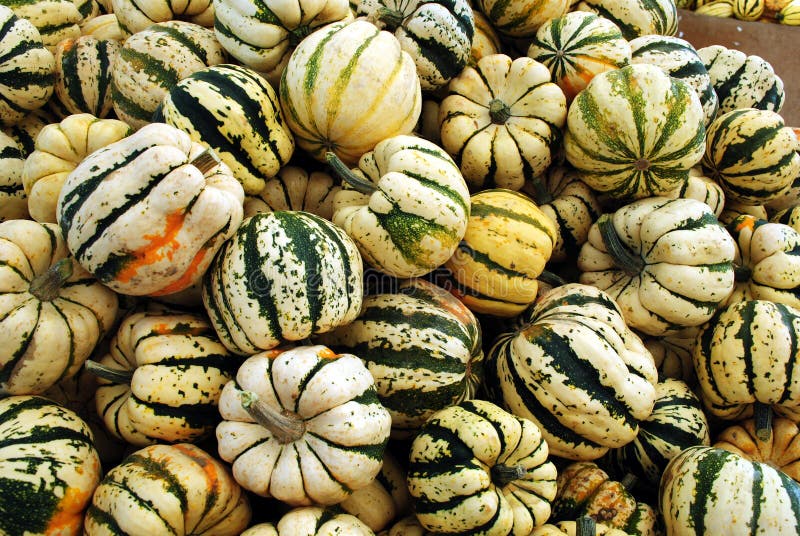 Calabaza Dulce De La Bola De Masa Hervida Imagen de archivo - Imagen de ...