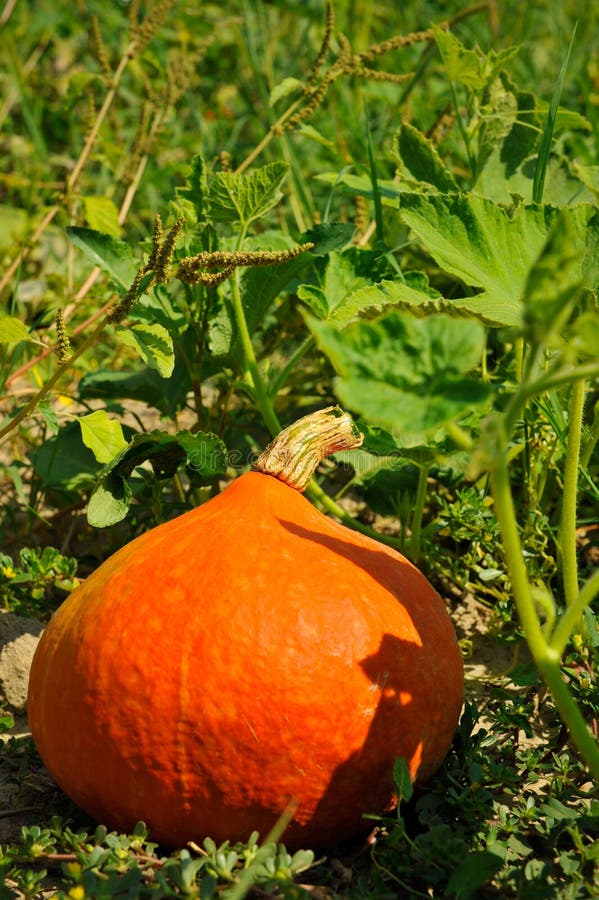Calabaza japonesa foto de archivo. Imagen de salud, color - 687668