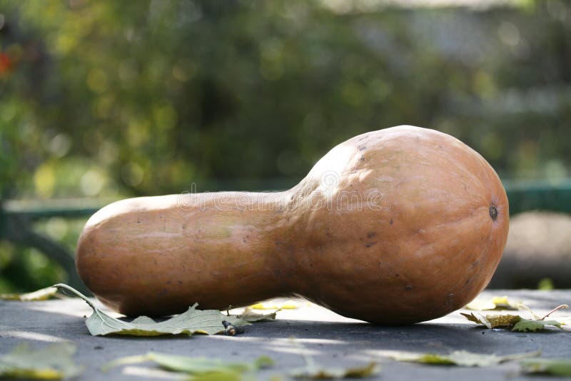 Calabaza larga foto de archivo. Imagen de amarillo, anaranjado - 16537886