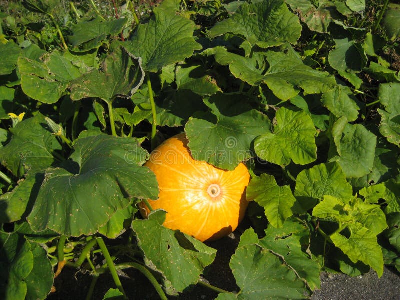 Crecimiento de la calabaza imagen de archivo. Imagen de verde - 208953