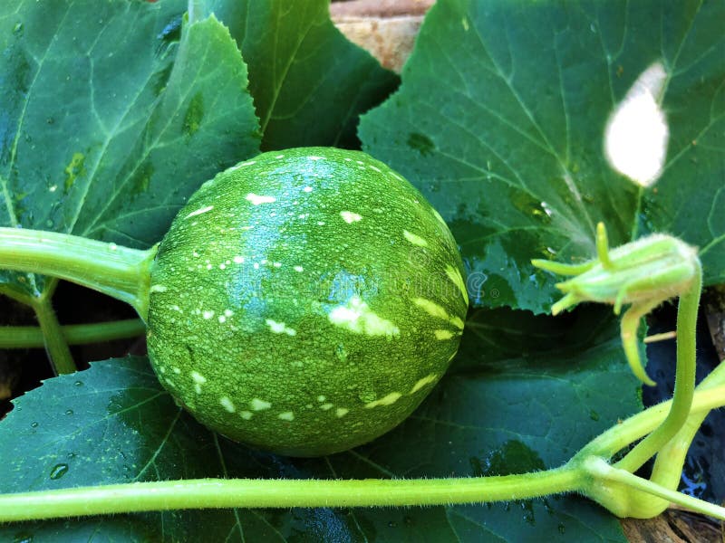 Cultivo de la calabaza foto de archivo. Imagen de planta - 26321682