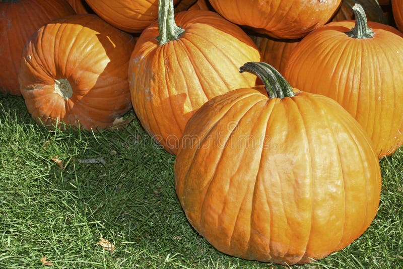 Calabazas imagen de archivo. Imagen de hierba, cabritos - 3248877