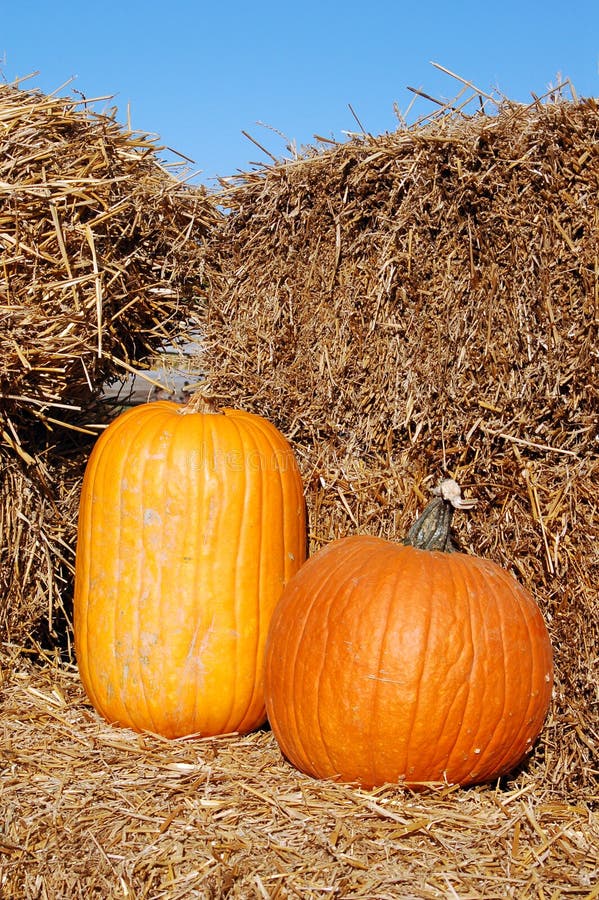 Calabazas foto de archivo. Imagen de vacaciones, salud - 6842846