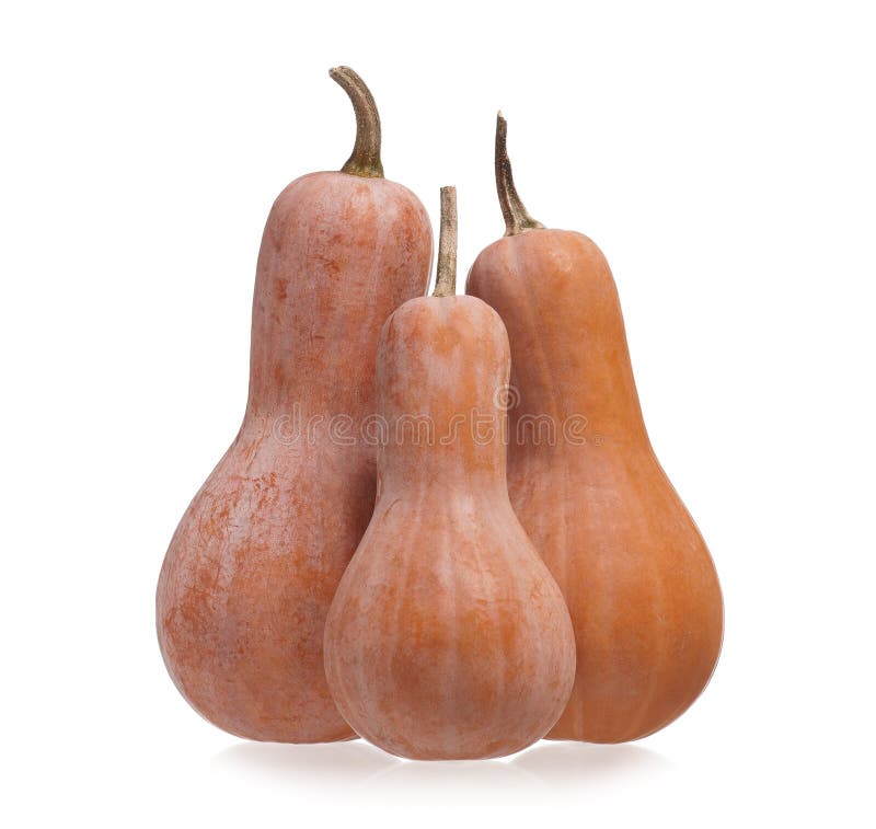 Calabazas largas imagen de archivo. Imagen de cubo, octubre - 30957571